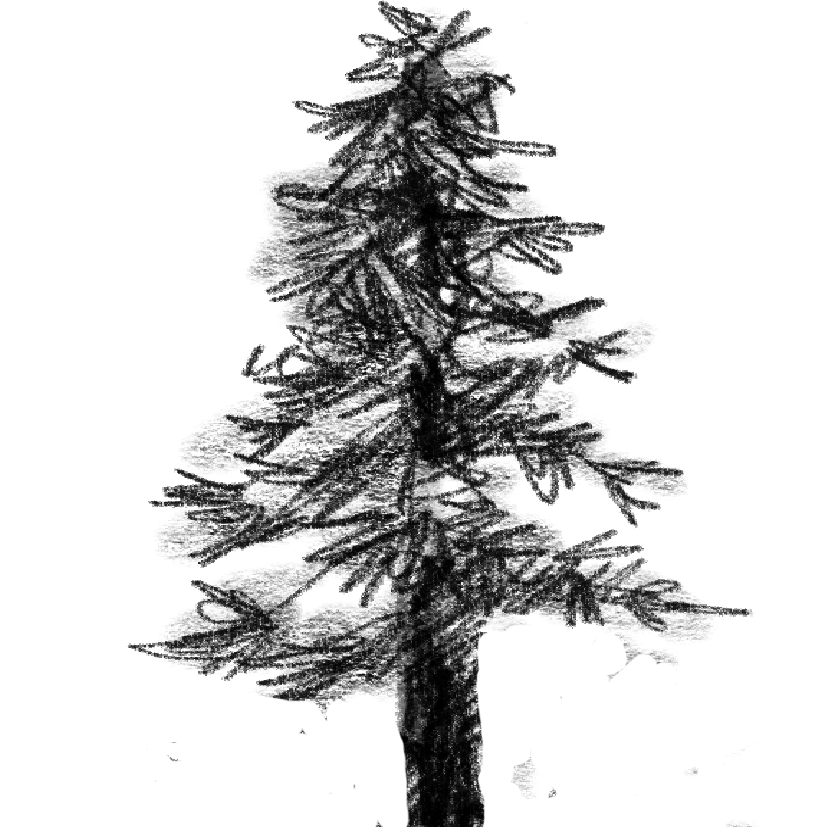 Sekvoja vždyzelená - Sekvoje